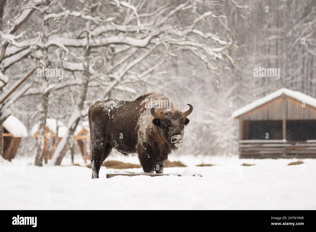 Mature male European bison feeding in deep snow in Orlovskoye Polesie ...