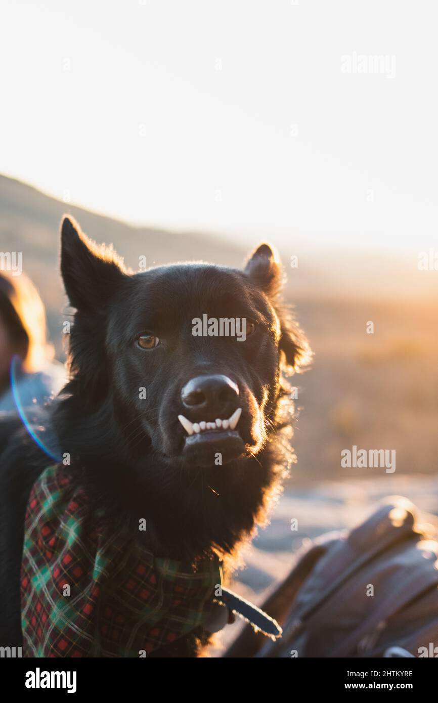 Does The Perro Majorero Grow Big