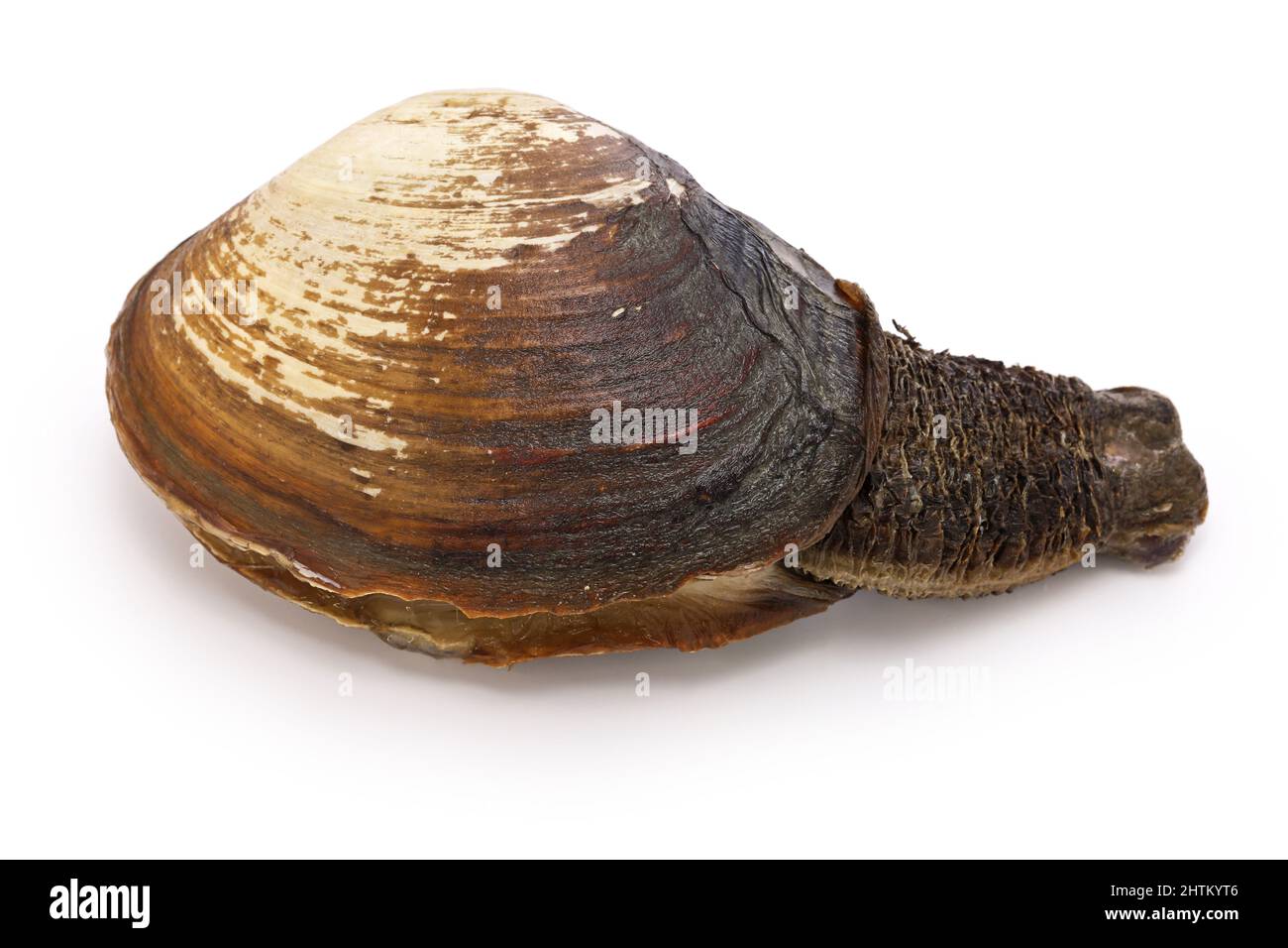 Mirugai(Japanese horse clam) is a high class ingredient used in sushi ...