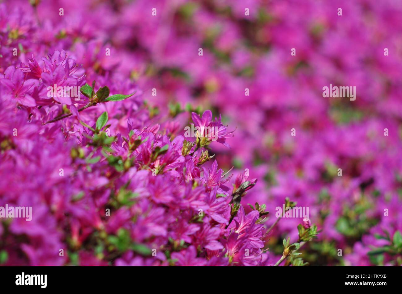 Azalea japonica tree hi-res stock photography and images - Alamy