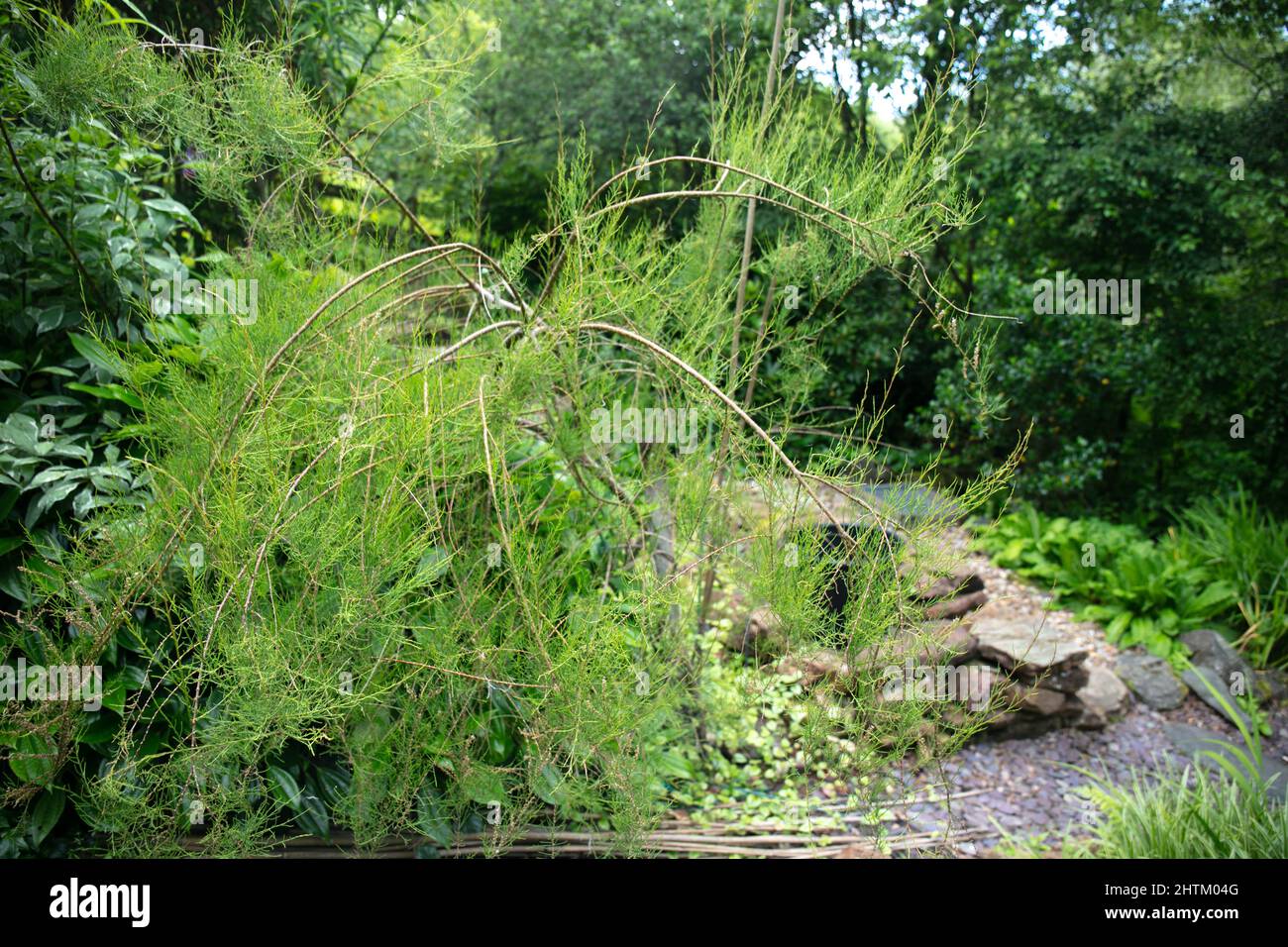 Green shrub of Tamarix plant growing in the wood Stock Photo - Alamy
