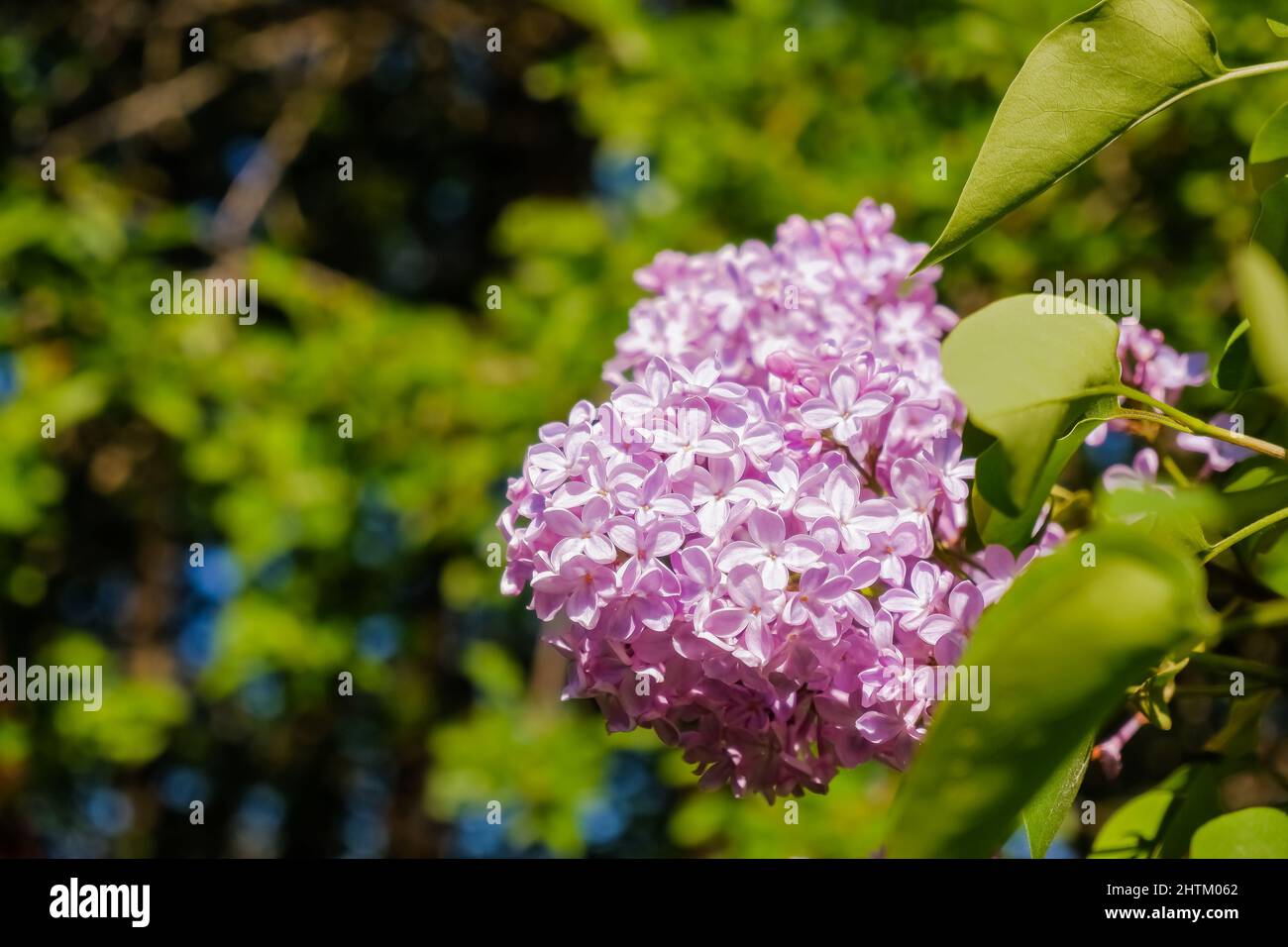 Bright blooms of spring lilacs bush in garden. Spring pink lilac ...