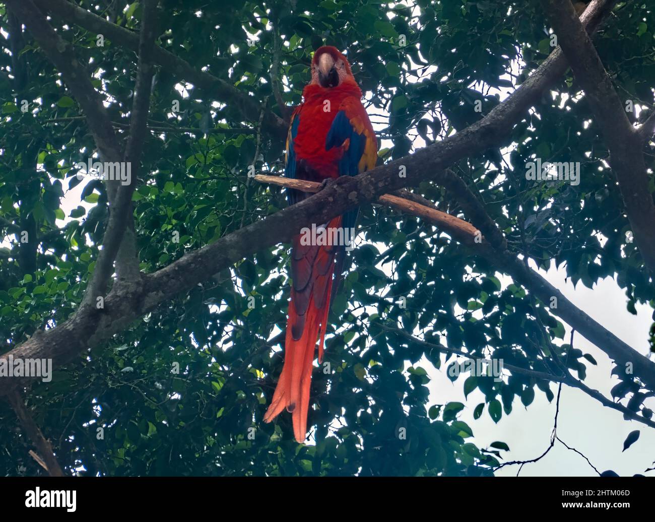 Honduras national tree hi-res stock photography and images - Alamy