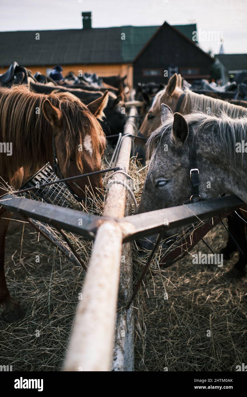 Horses eating hay on a farm Stock Photo - Alamy