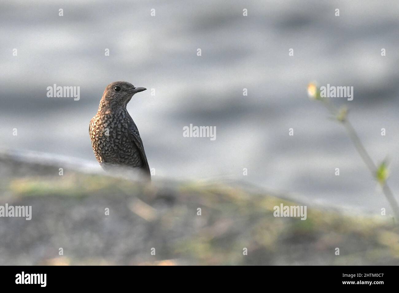 Shallow focus shot of a Blue rock thrush with blurred light background ...