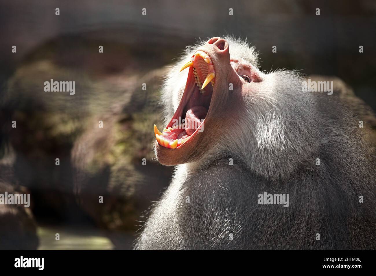 Shallow focus of a white Baboon Ape monkey opening his mouth with ...