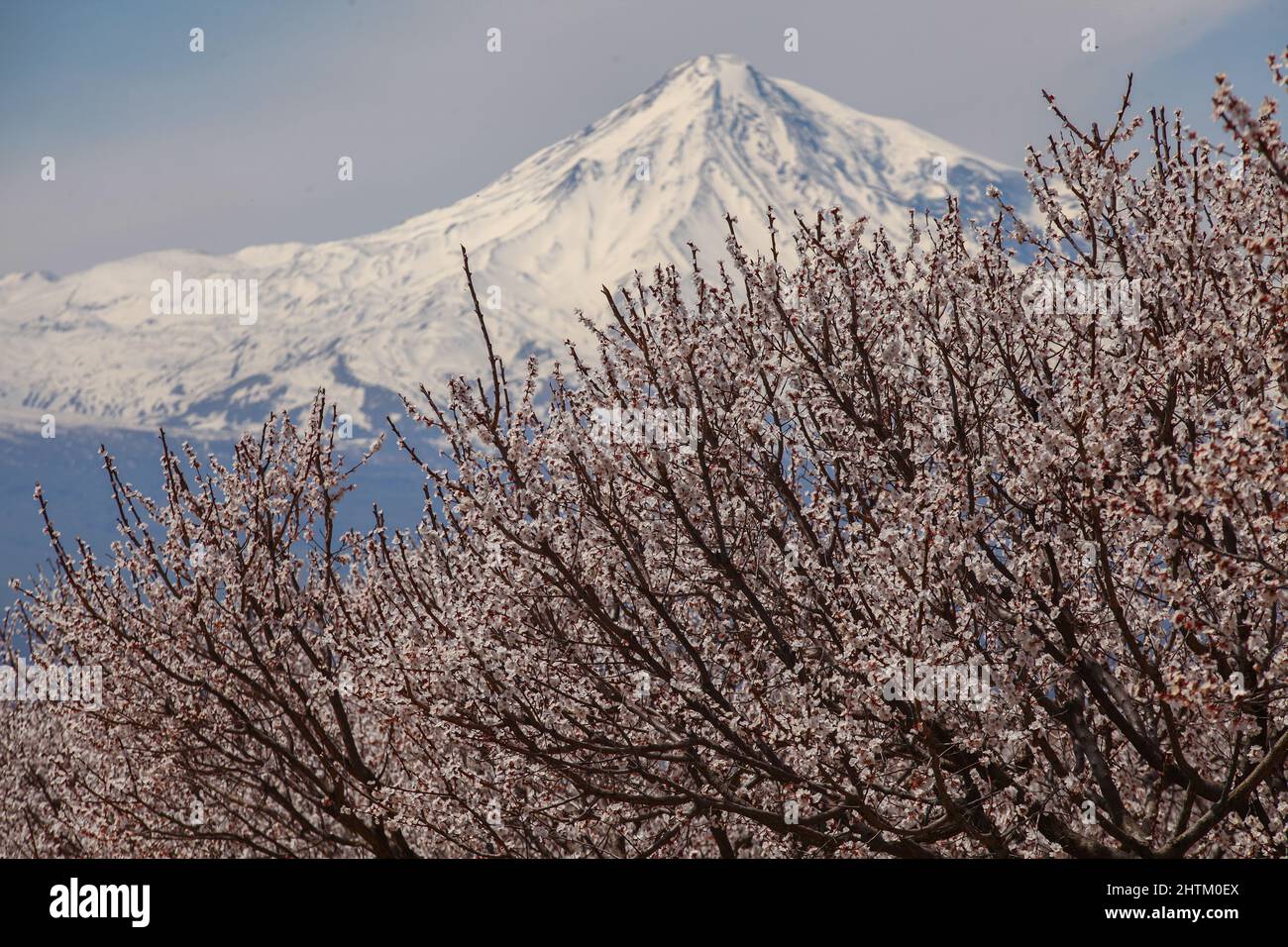 Mesmerizing scene of Cherry blossom trees with a high snowy ice ...