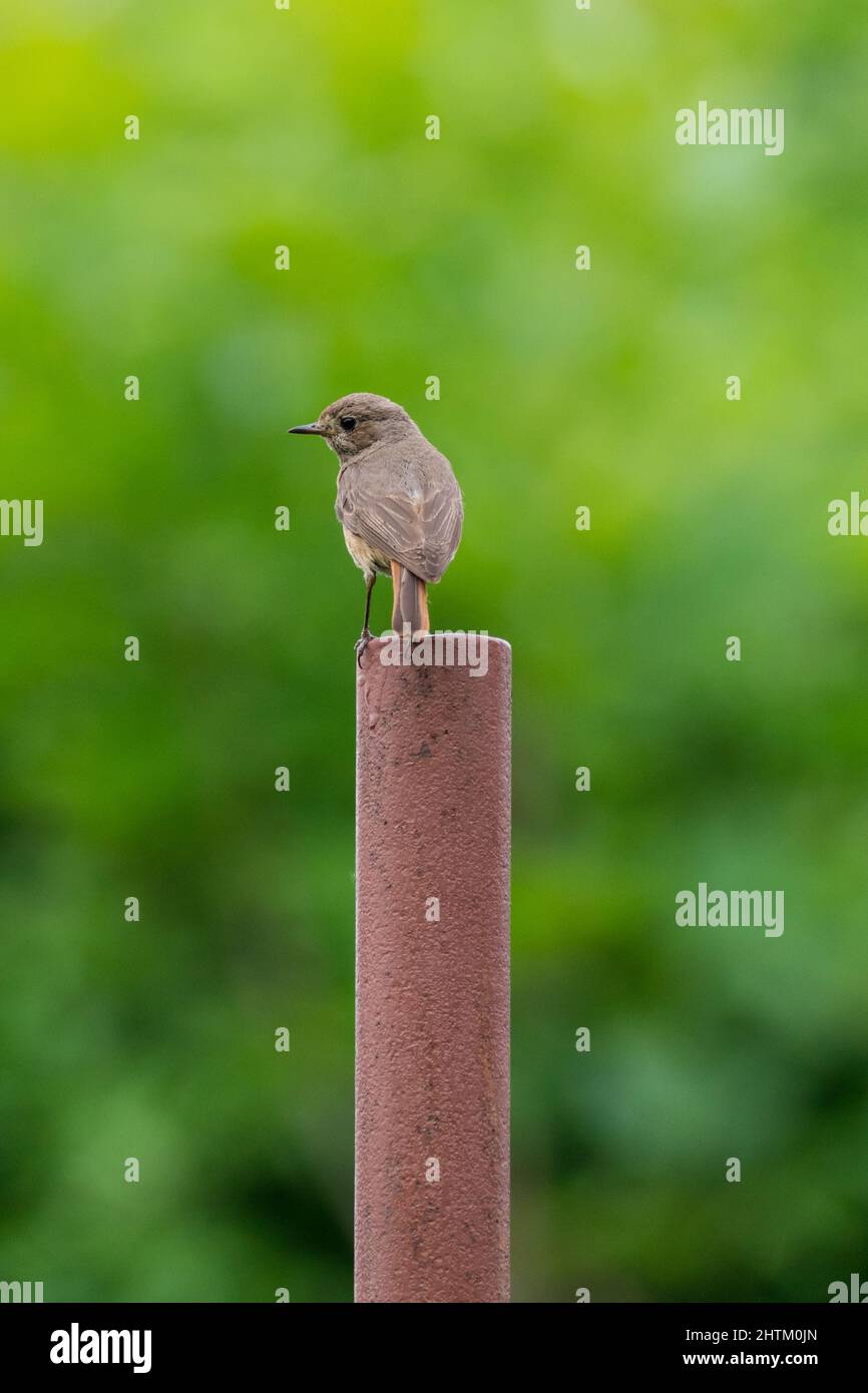 Small bird on hi-res stock photography and images - Alamy