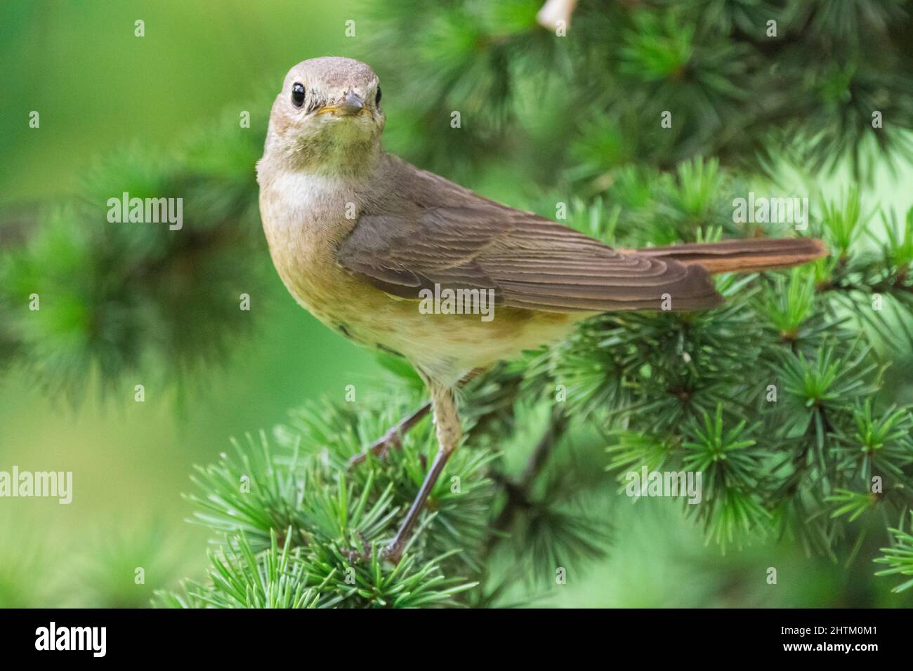 Small bird on hi-res stock photography and images - Alamy