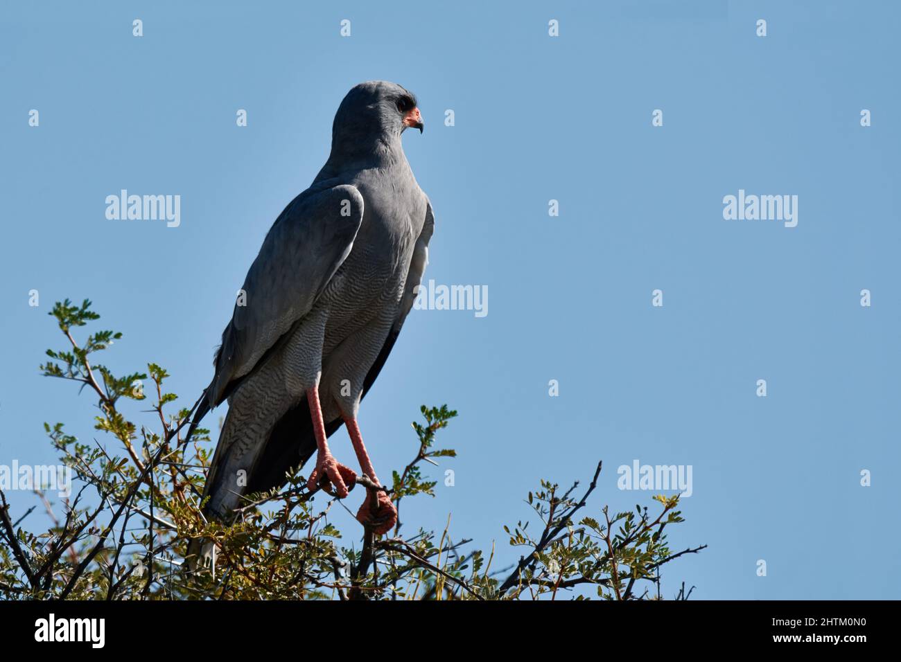 An excellent vantage point. A majestic bird of prey in its natural ...