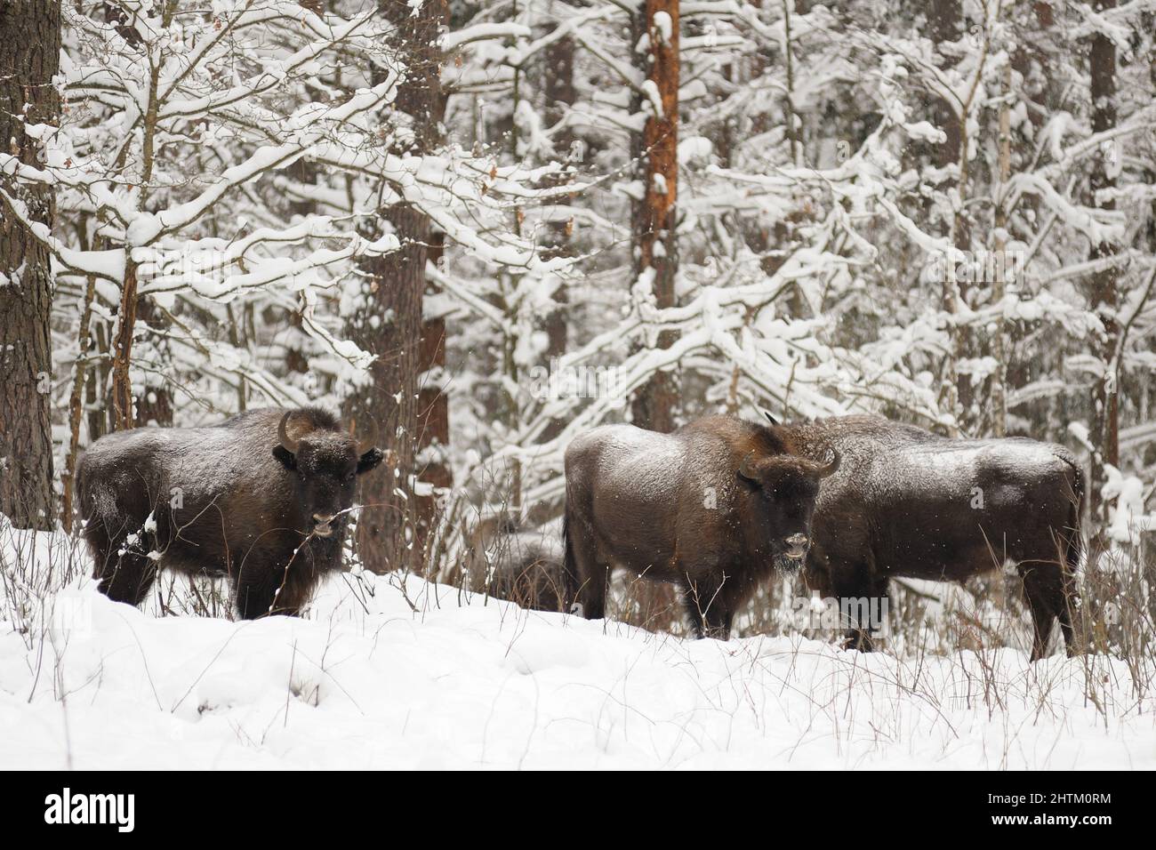 Bison family hi-res stock photography and images - Alamy