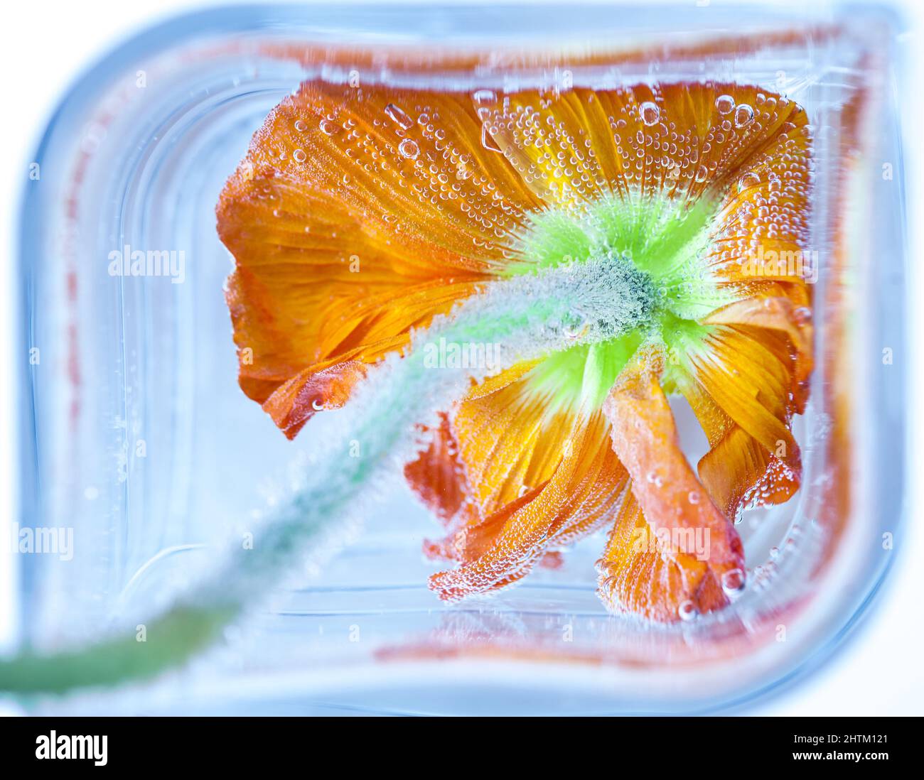 Top view of a red poppy flower with a green stem in water on a white ...