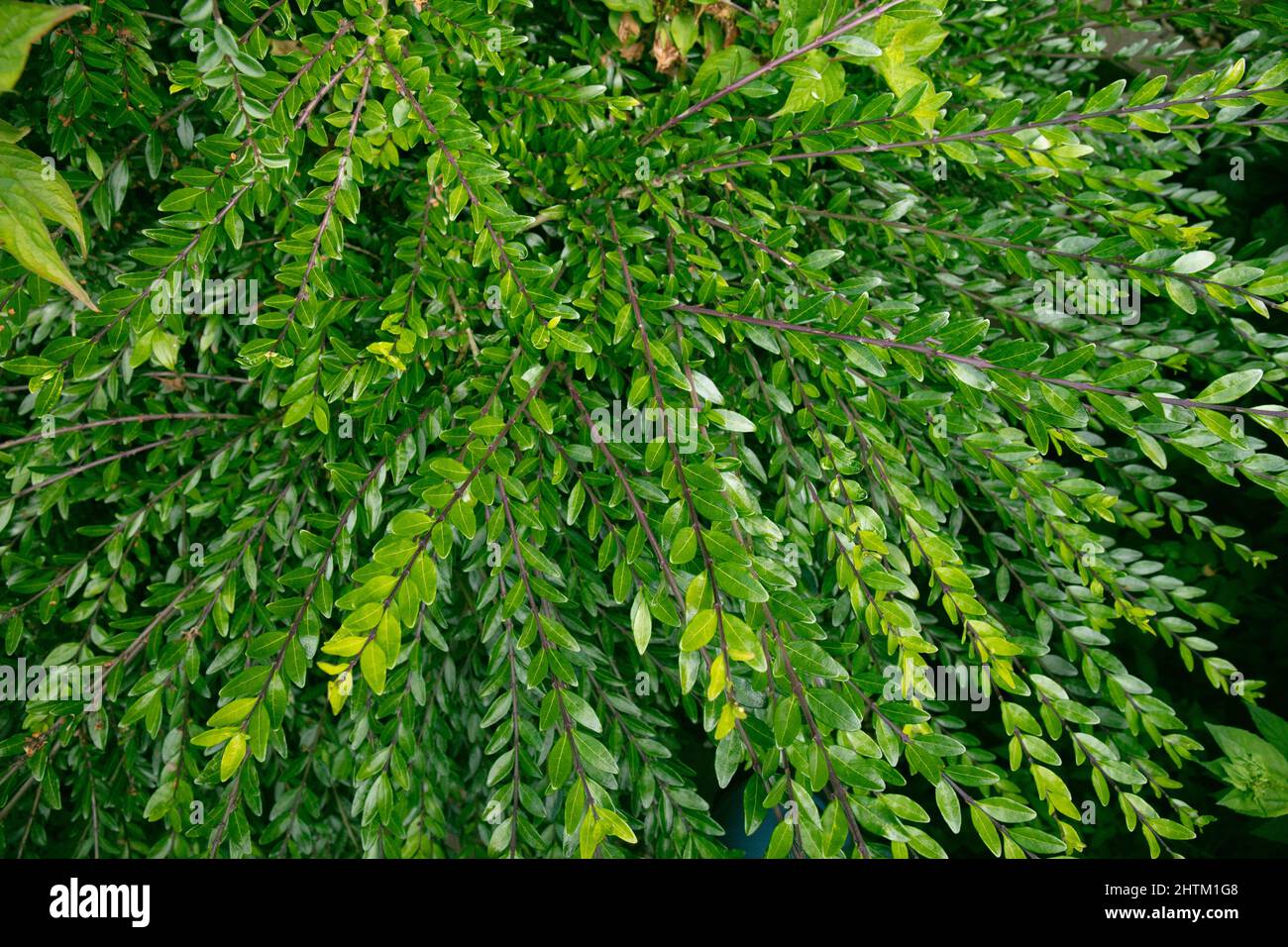 A shrub of Buxus colchica growing in the garden Stock Photo - Alamy