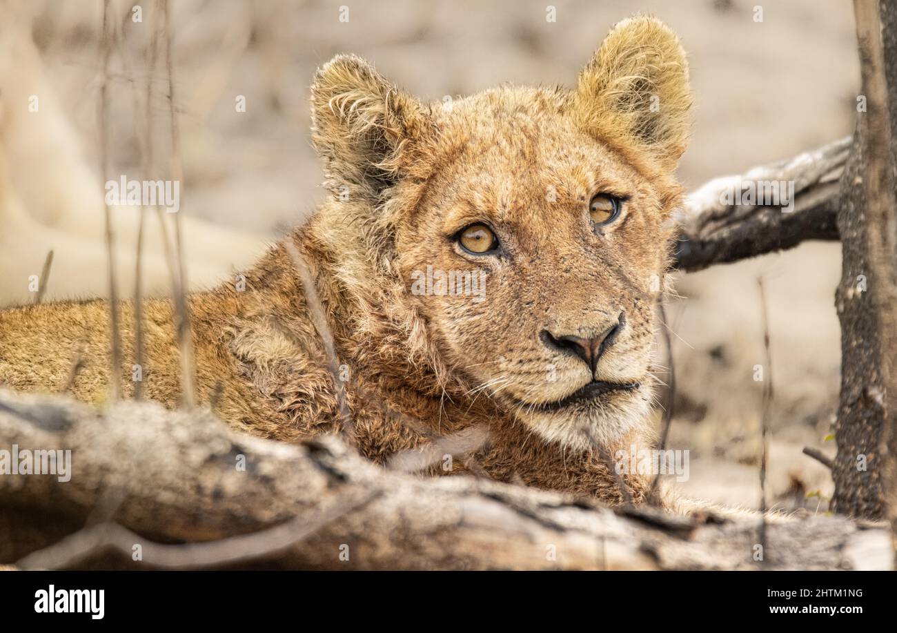 Closeup portrait of a lion cub looks toward the camera with amazing ...