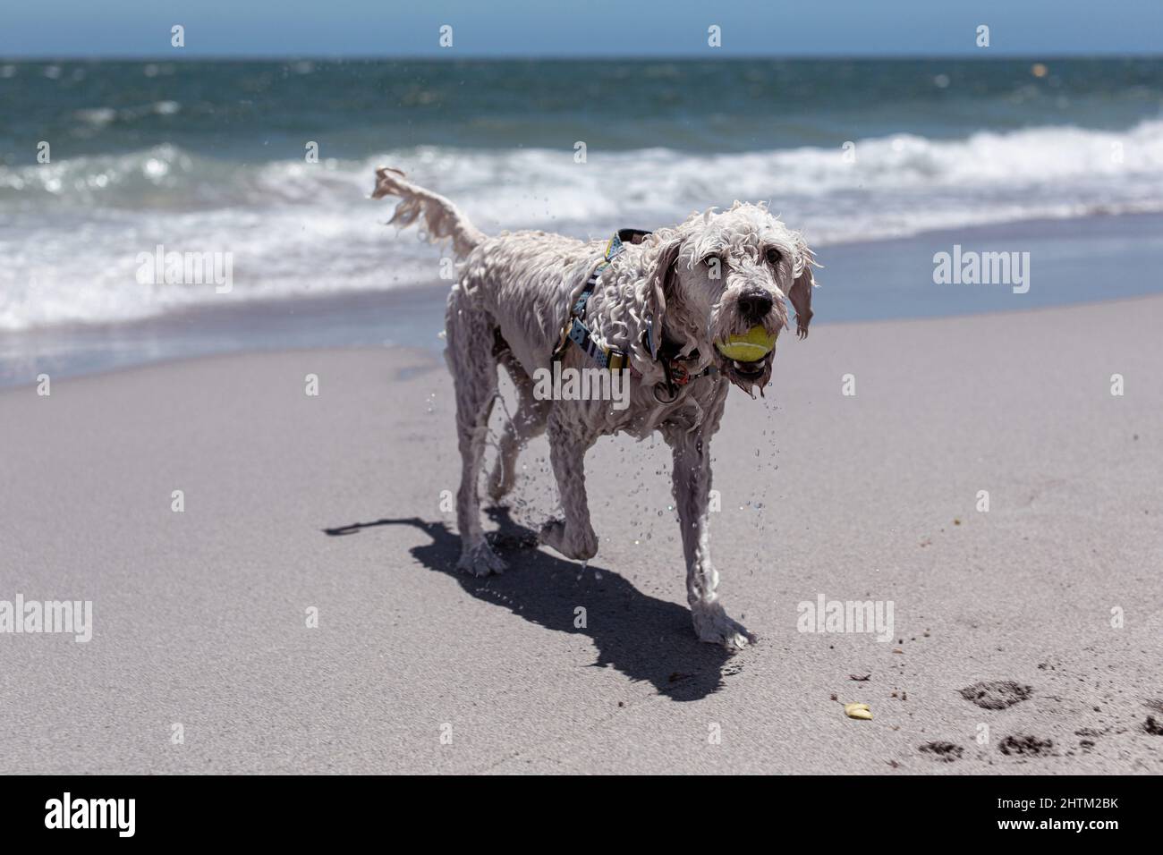 White dog on the beach Stock Photo - Alamy