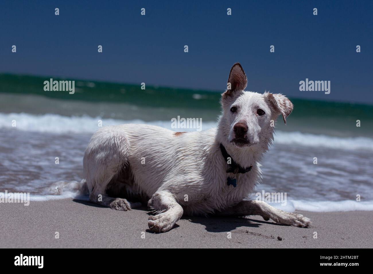 White dog on the beach Stock Photo - Alamy