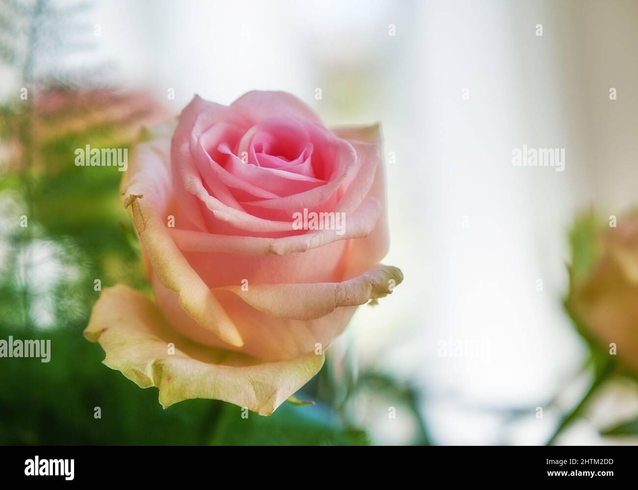 Pink roses. A beautiful red and pink roses in a vase Stock Photo - Alamy