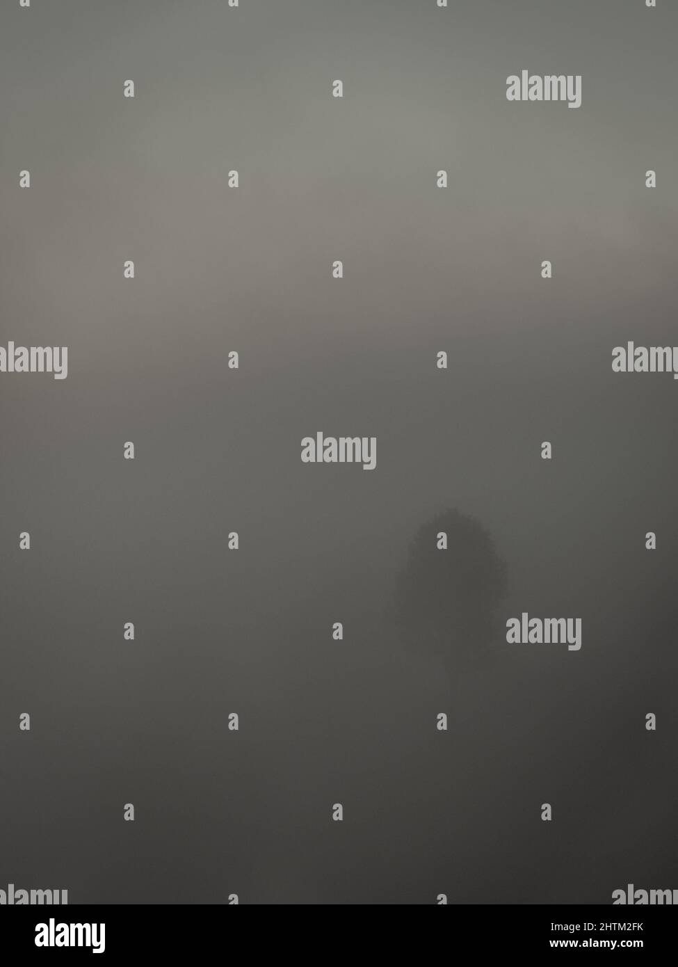 Heavy fog and a tree outside Stock Photo - Alamy