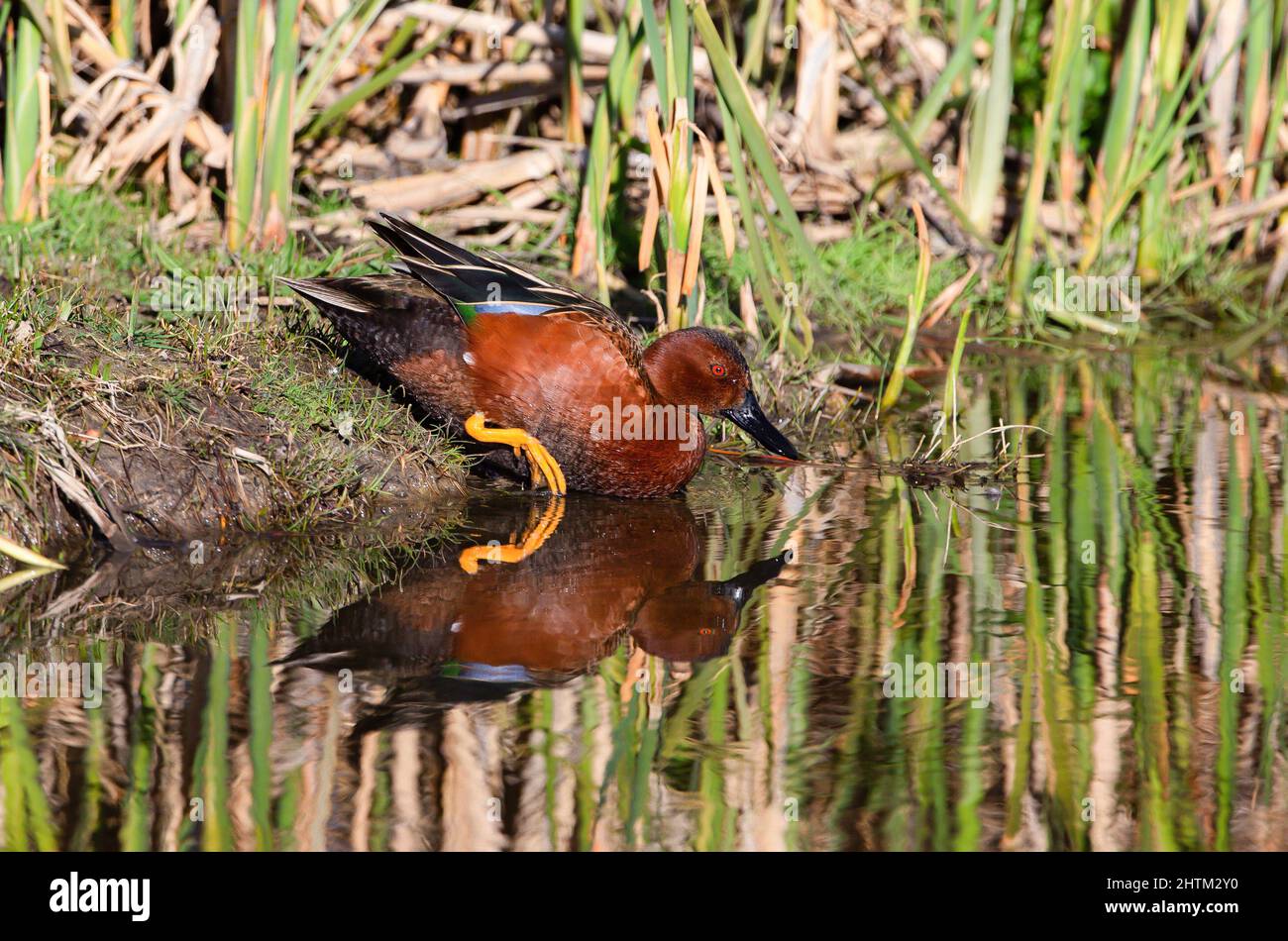 Marsh duck hi-res stock photography and images - Alamy