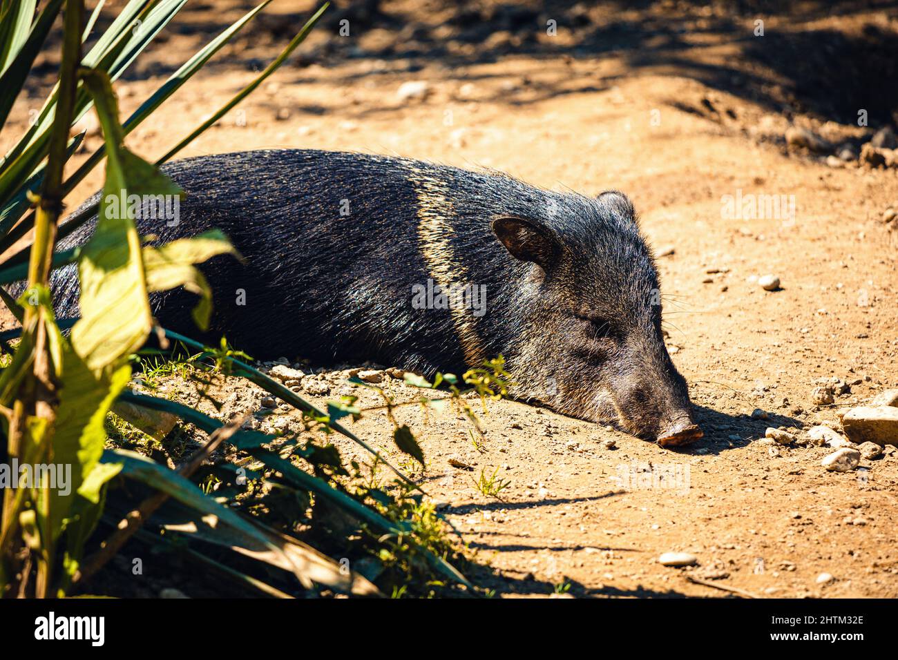 Cute wild boar (Sus scrofa) sleeping on a sandy ground Stock Photo - Alamy