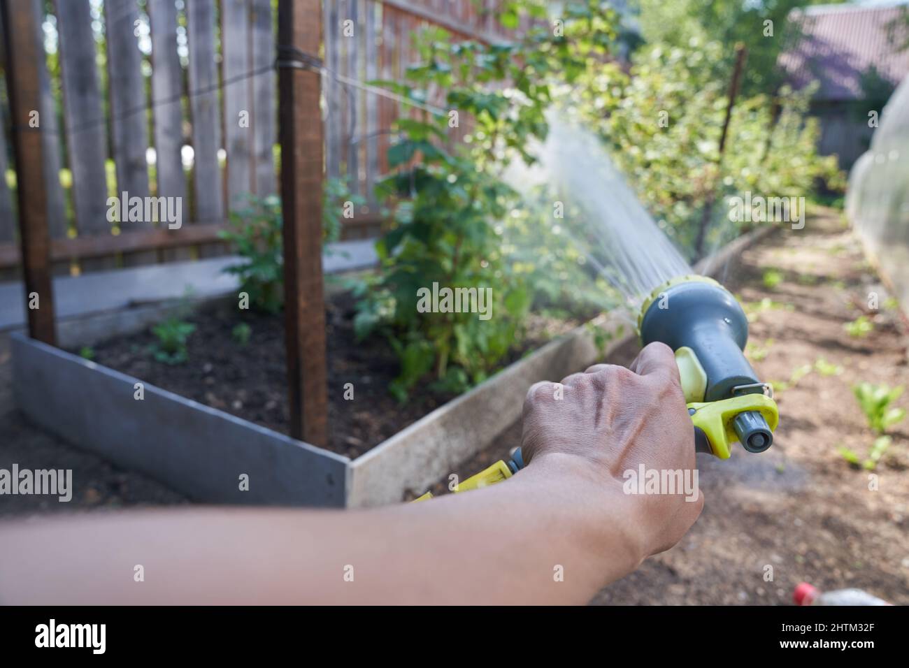 A man's hand spraying an aqueous solution on plants under pressure ...