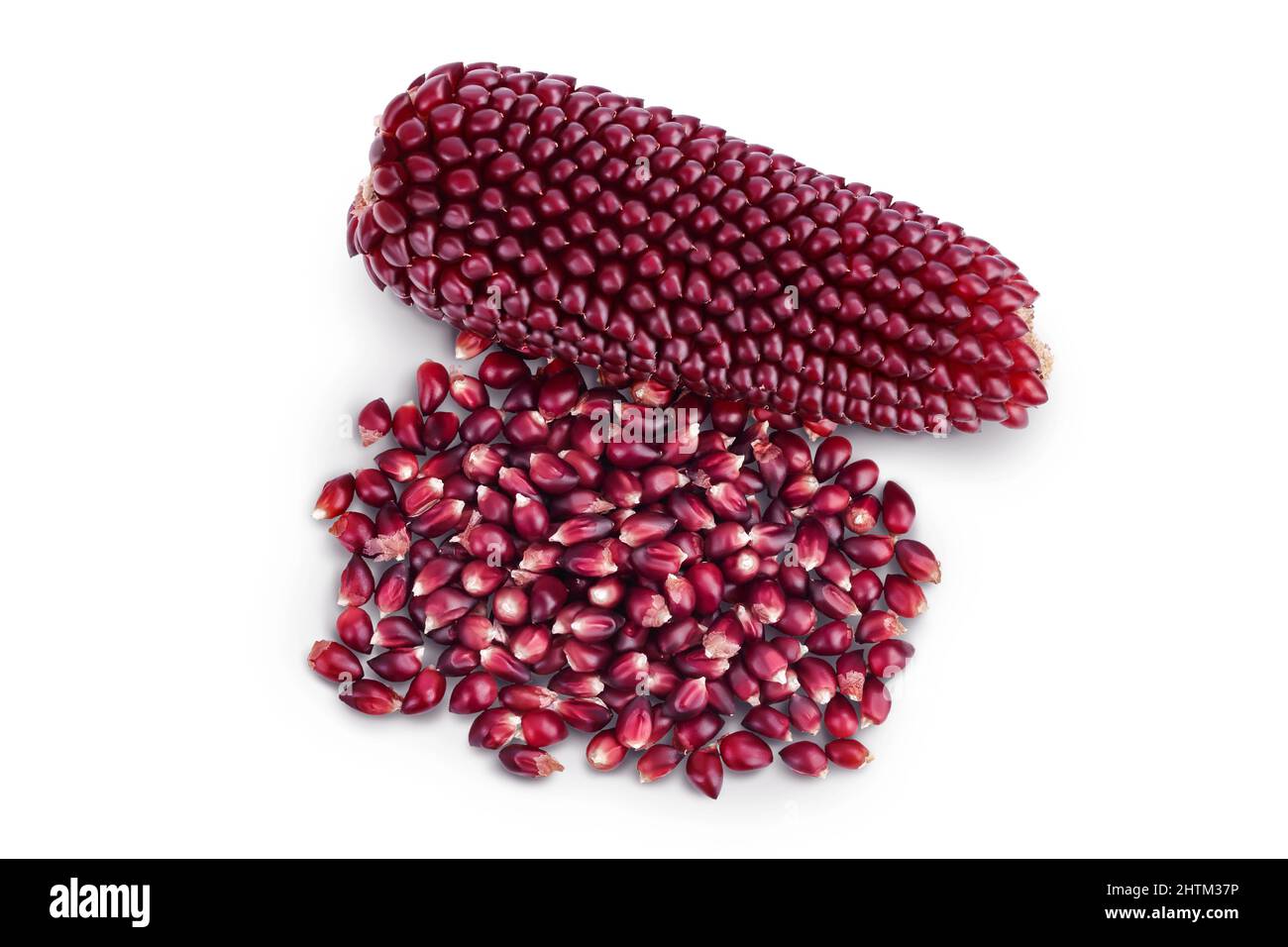 Purple corn or maize with seeds isolated on white background with ...