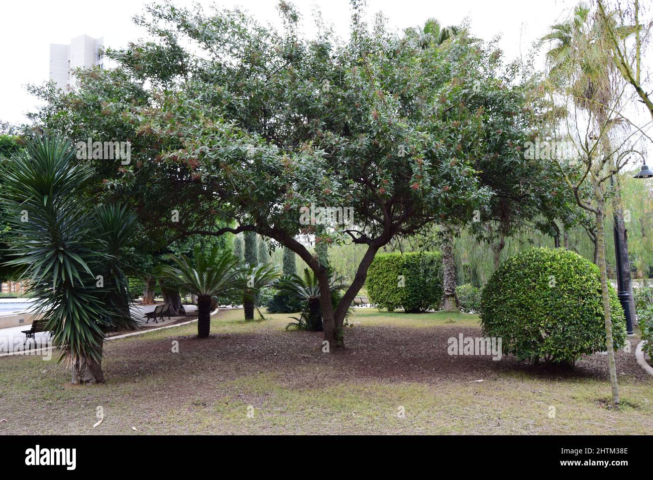 Lawsonia tree hi-res stock photography and images - Alamy