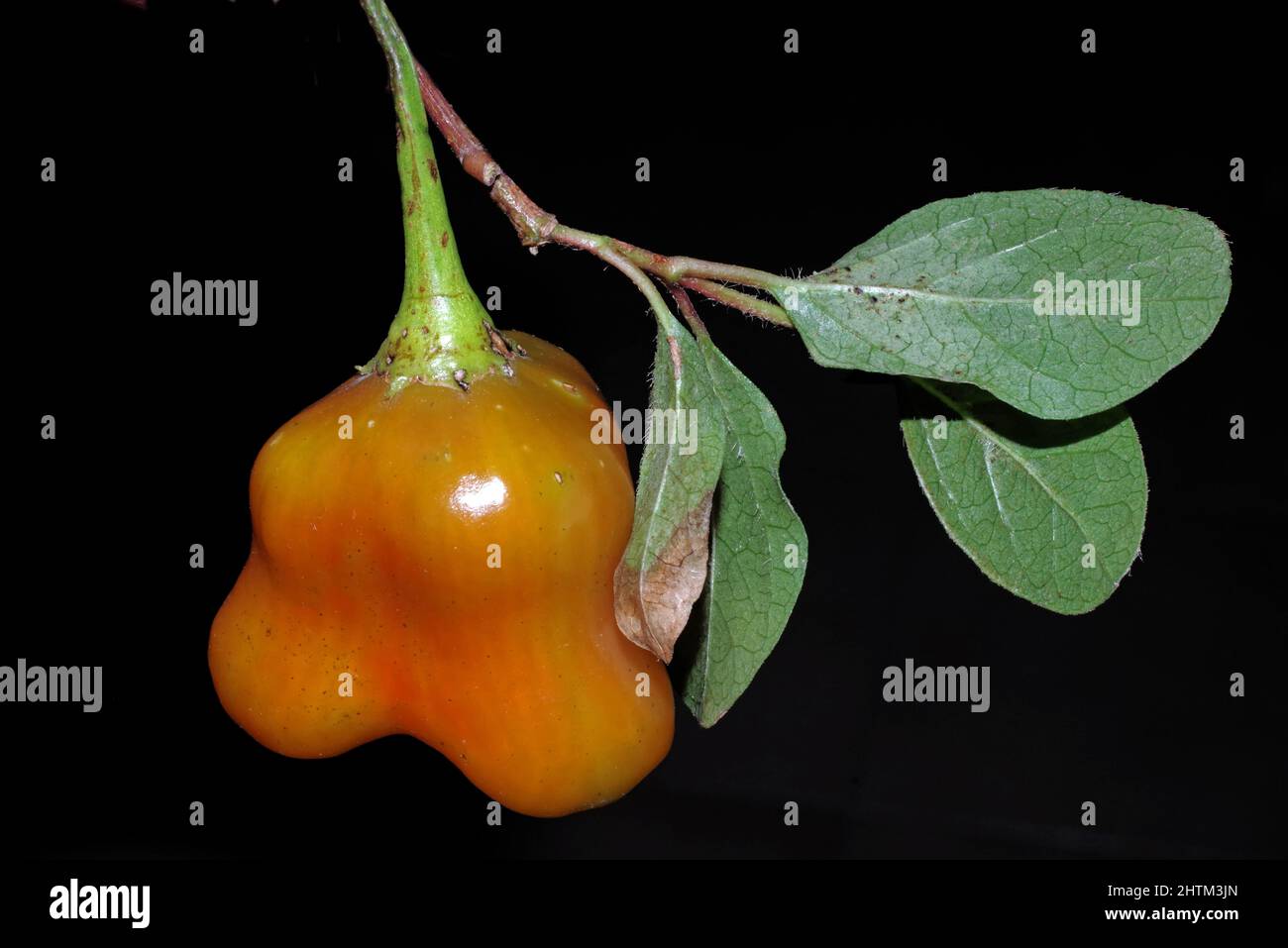 Little pepper hi-res stock photography and images - Alamy