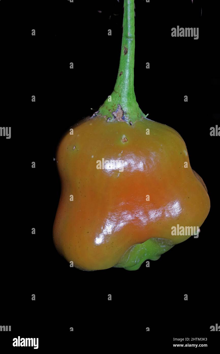 Little red pepper hi-res stock photography and images - Alamy