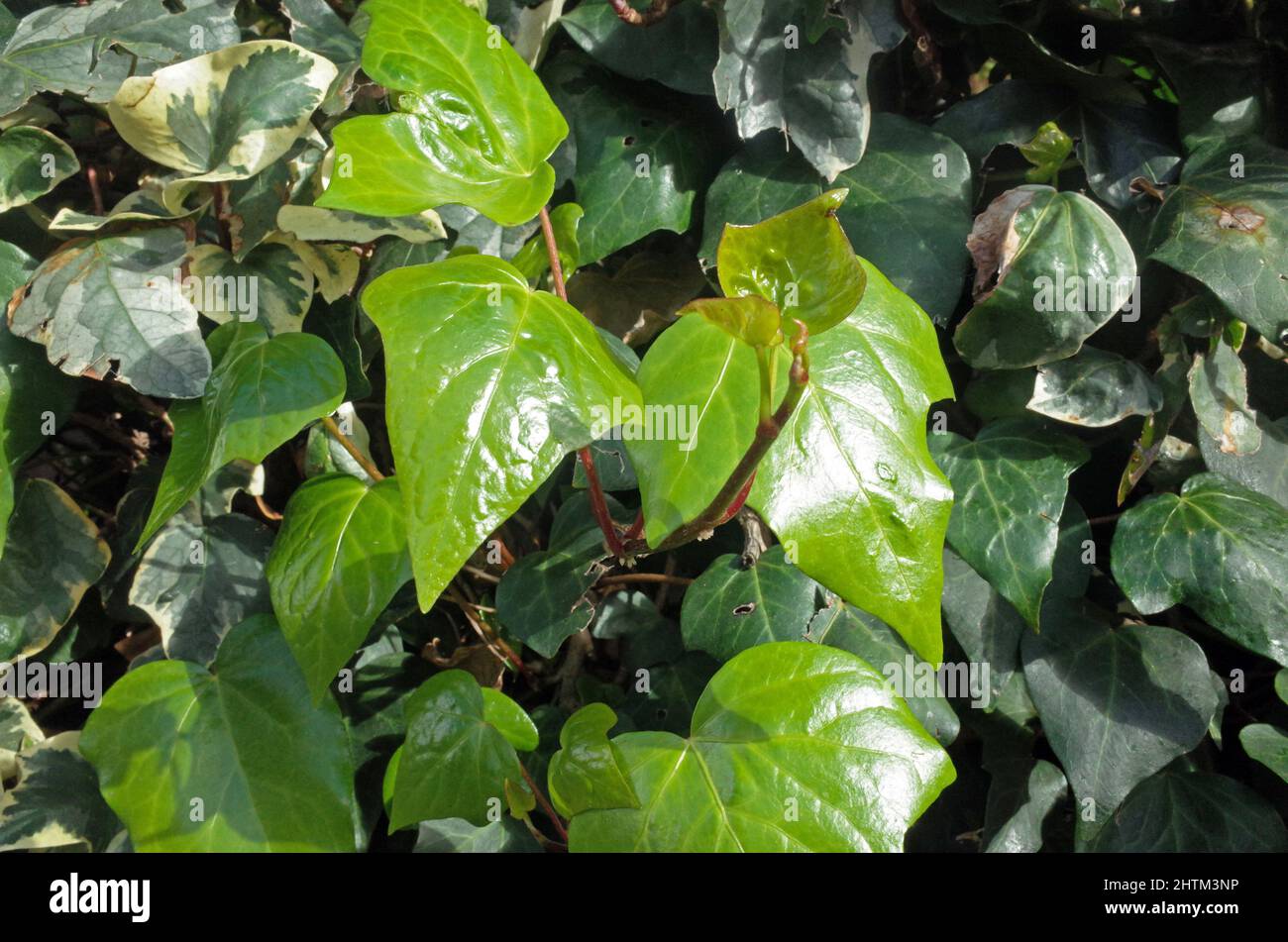 Hedera helix close-up Stock Photo - Alamy