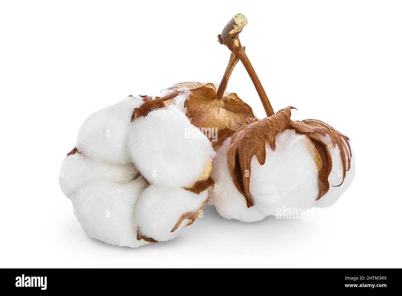Cotton plant flower isolated on white background with clipping path and ...