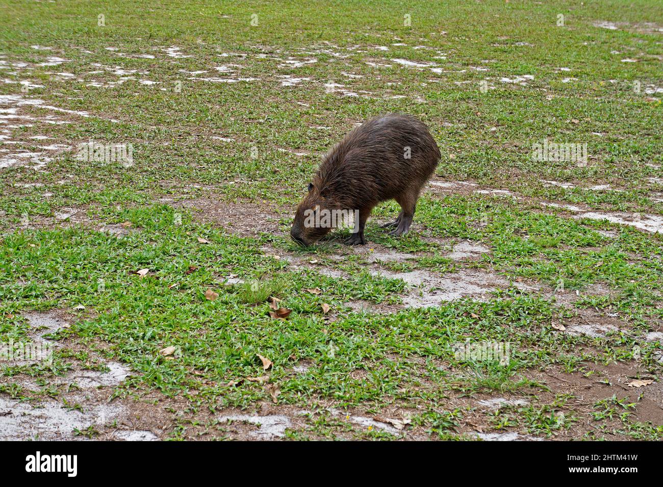 Capybara grazing (Hydrochoerus hydrochaeris), Rio Stock Photo - Alamy