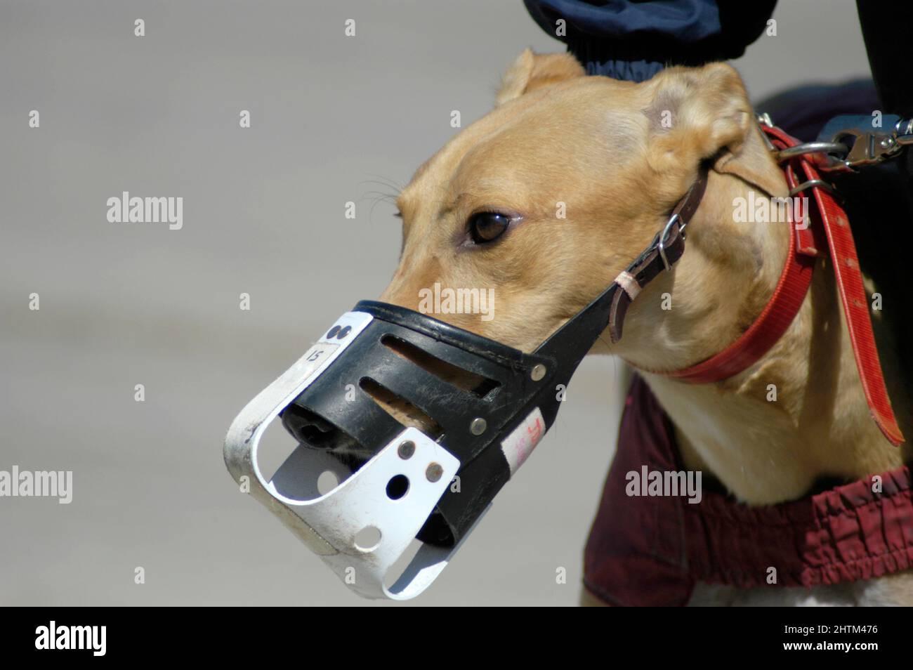 Dog Races, gray hound, with safety muzzle, in Sarasota track warm up ...