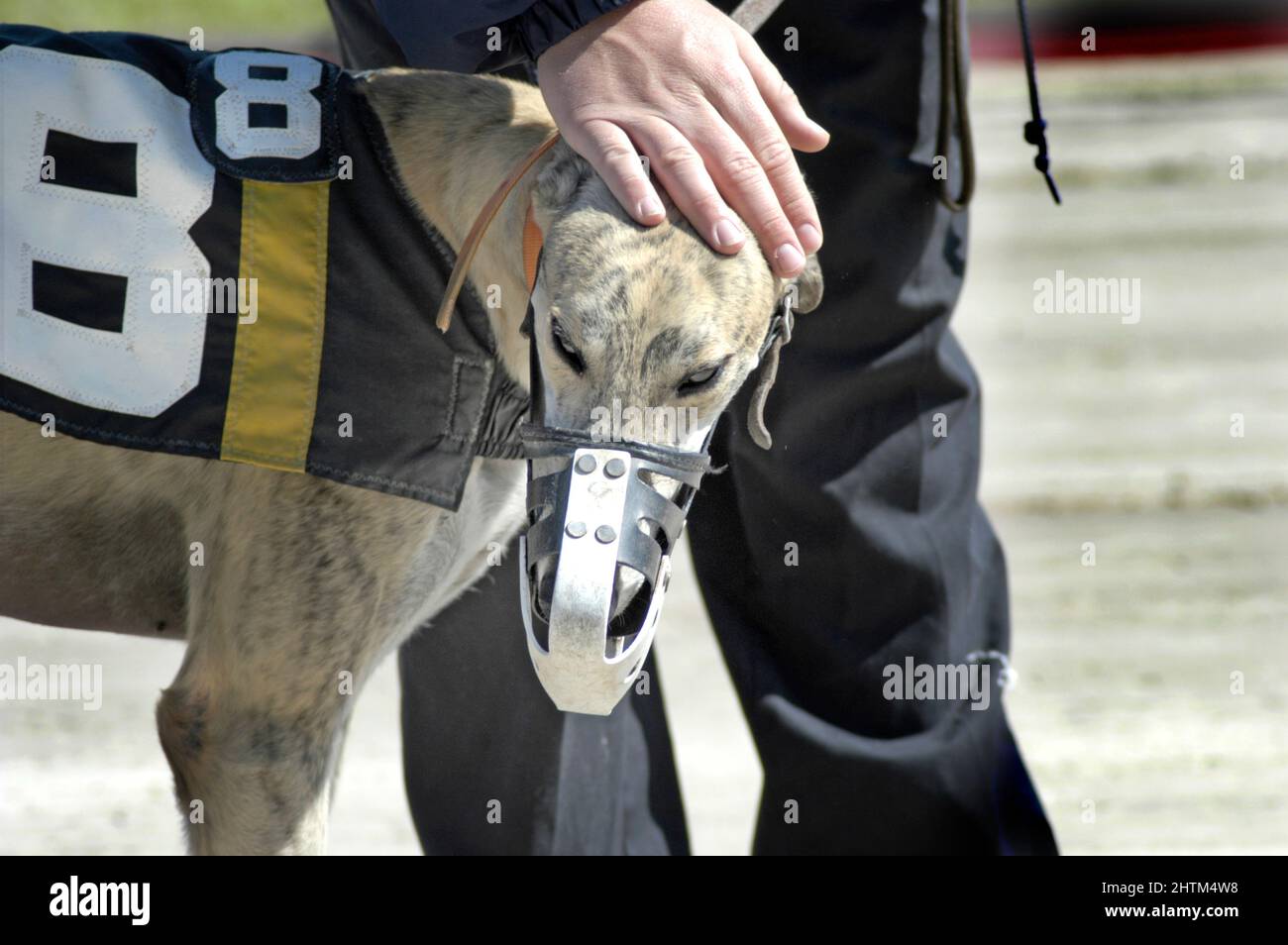 Dog Races, gray hound, with safety muzzle, in Sarasota track warm up ...