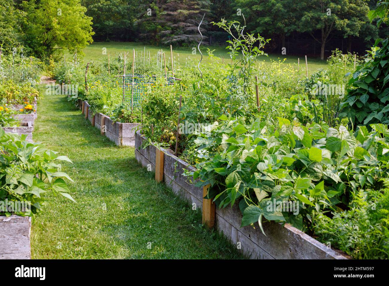 Vegetable beds in community garden with growing green vegetables in ...