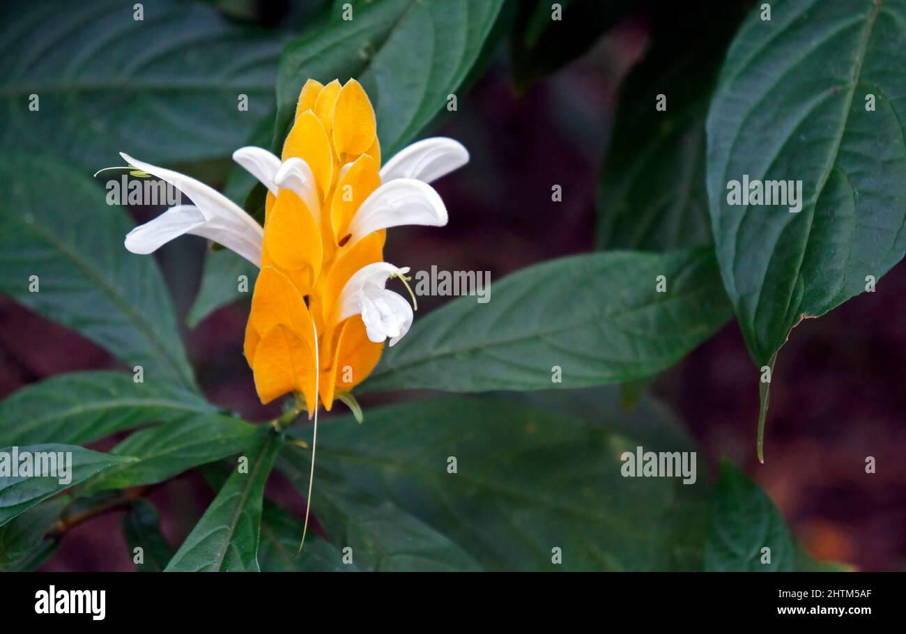 Golden shrimp plant flower (Pachystachys lutea Stock Photo - Alamy