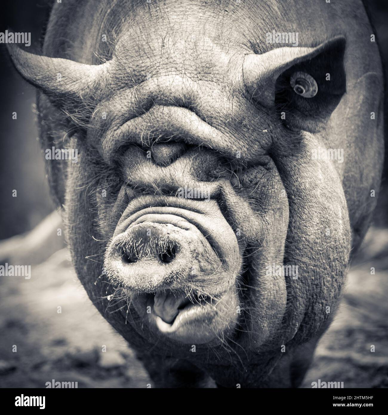 Grayscale shot of a pig Stock Photo - Alamy