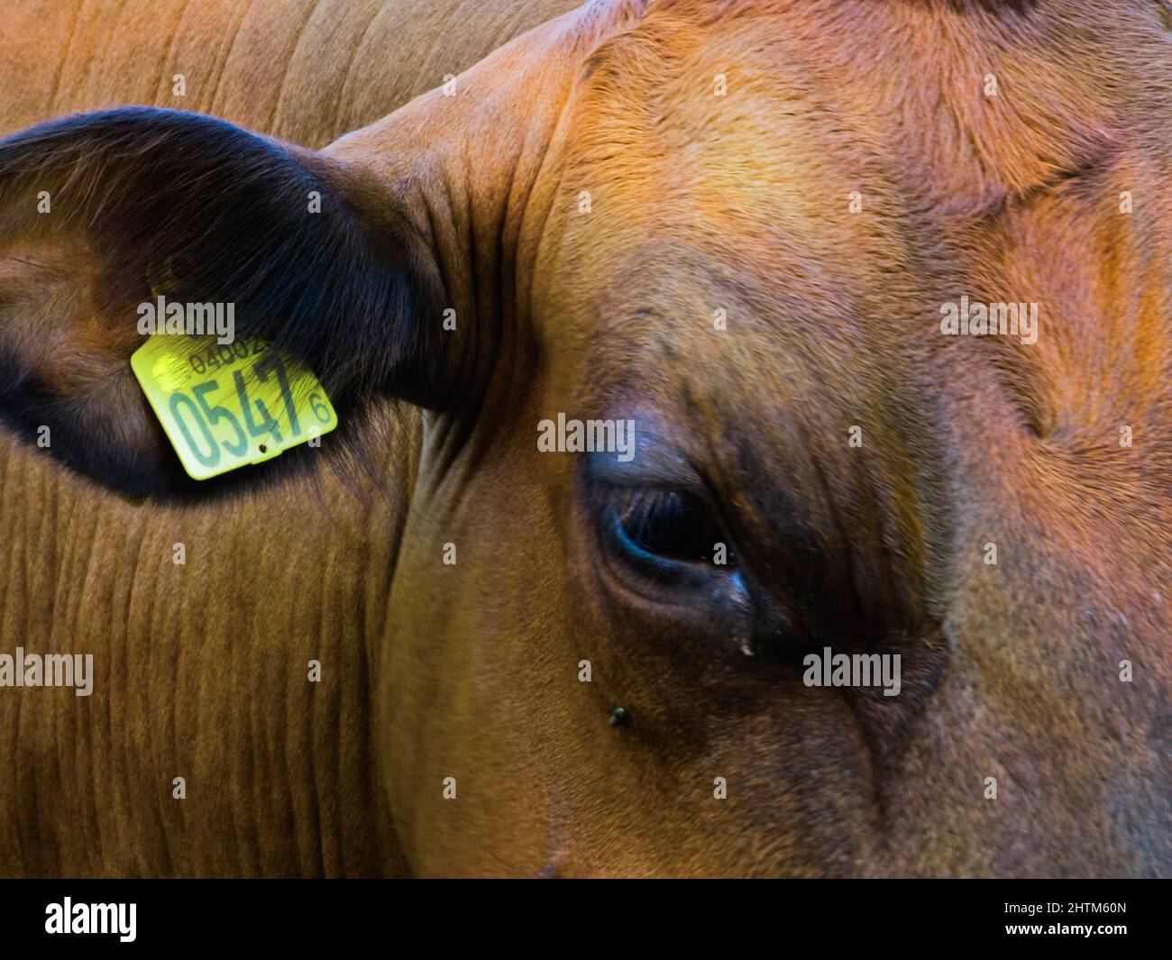 Identification tab hi-res stock photography and images - Alamy