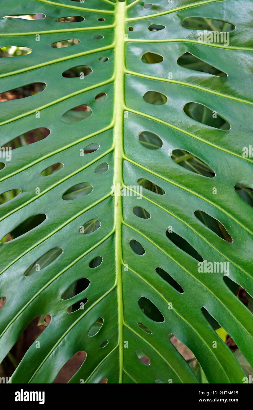 Swiss cheese plant leaf (Monstera deliciosa), Rio de Janeiro, Brazil ...