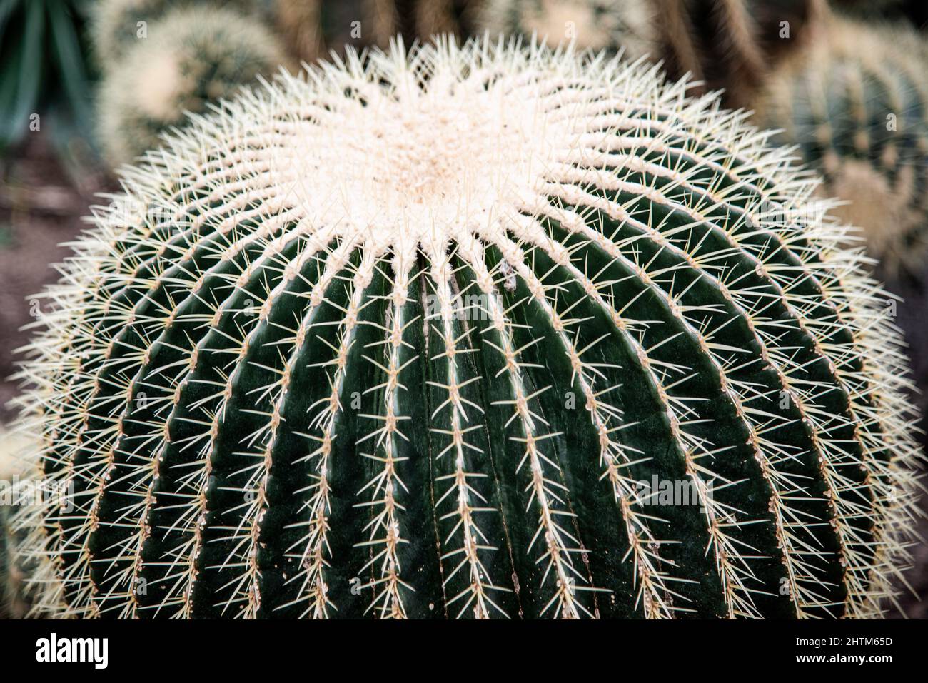 Montreal, Canada - Feb. 20 2022: Cactus ball in Botanic garden of ...