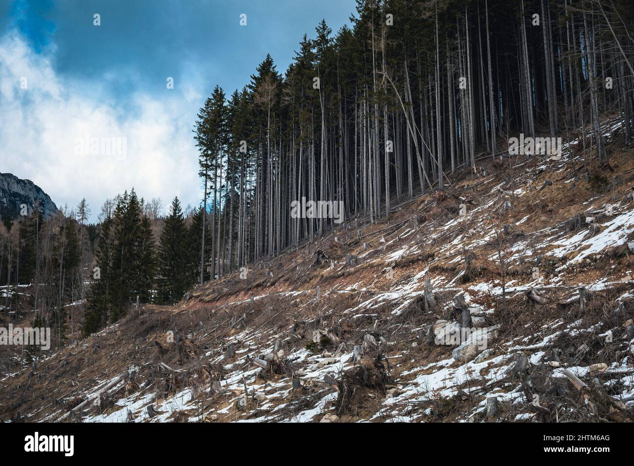 Slope after forest deforestation and logging in the Alpine mountain ...