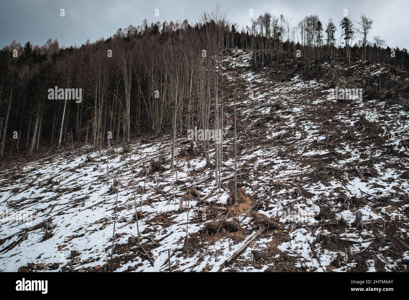 Clear cut mountain forest area, nature devastated by logging, and a ...