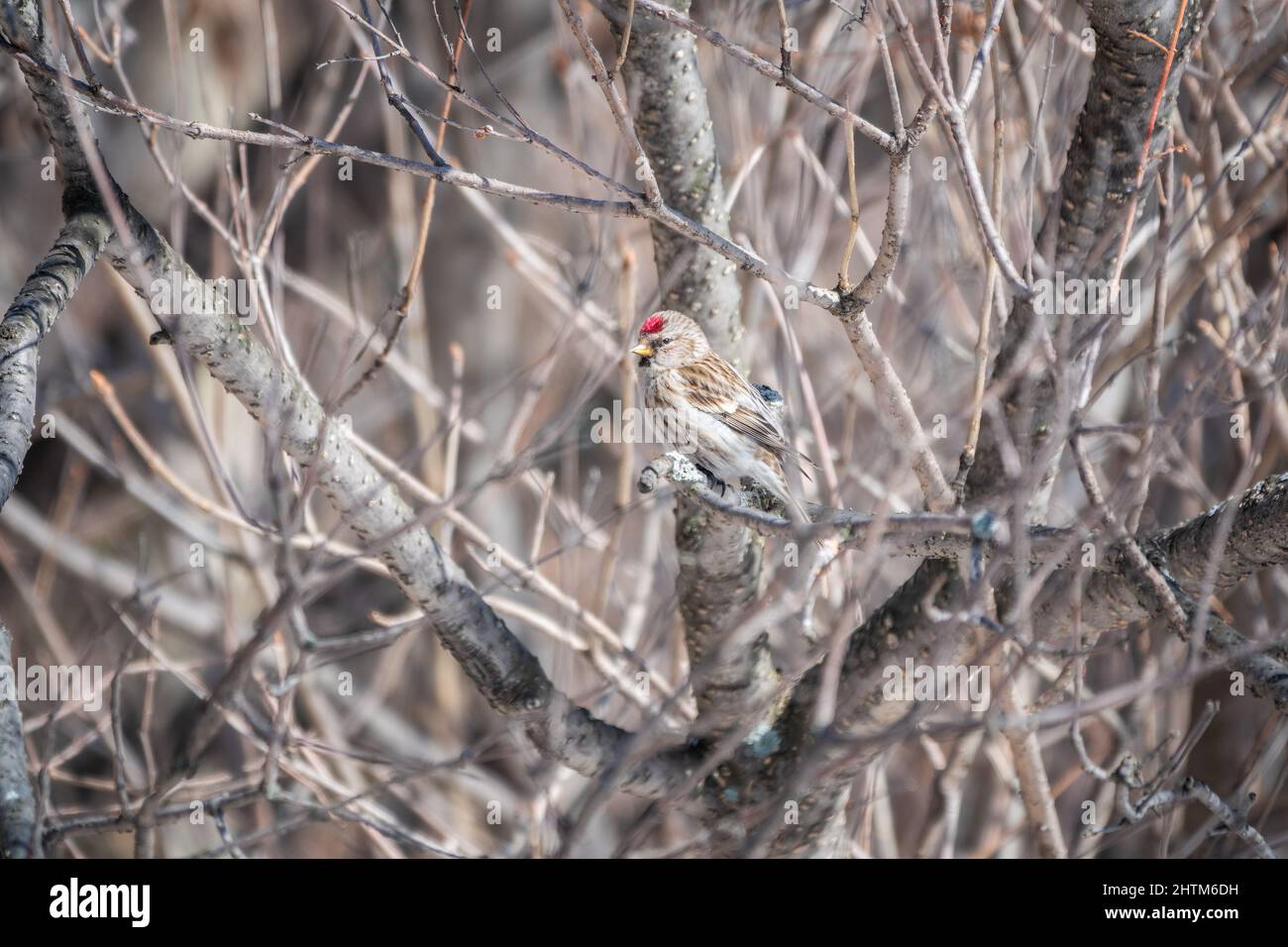 Common redpoll, cute bird with bright red patch on its forehead sits on ...