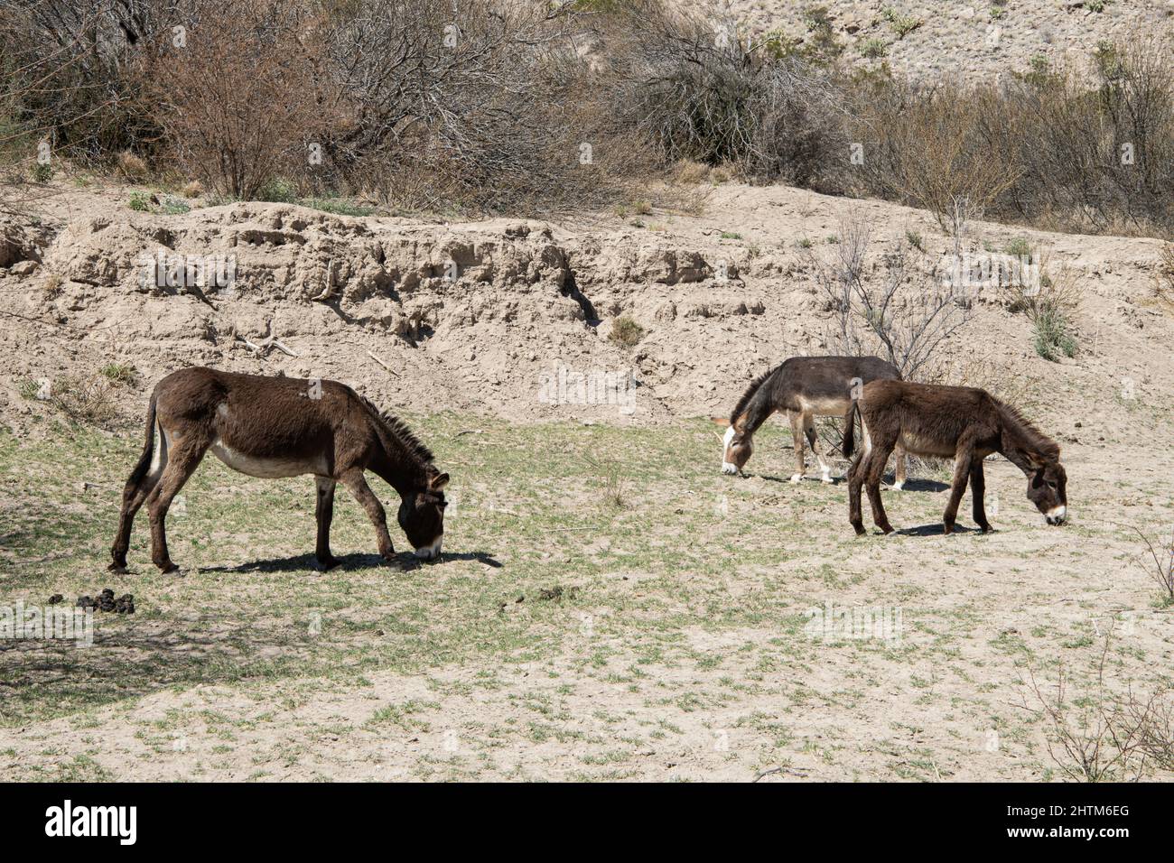 Animals of big bend hi-res stock photography and images - Alamy