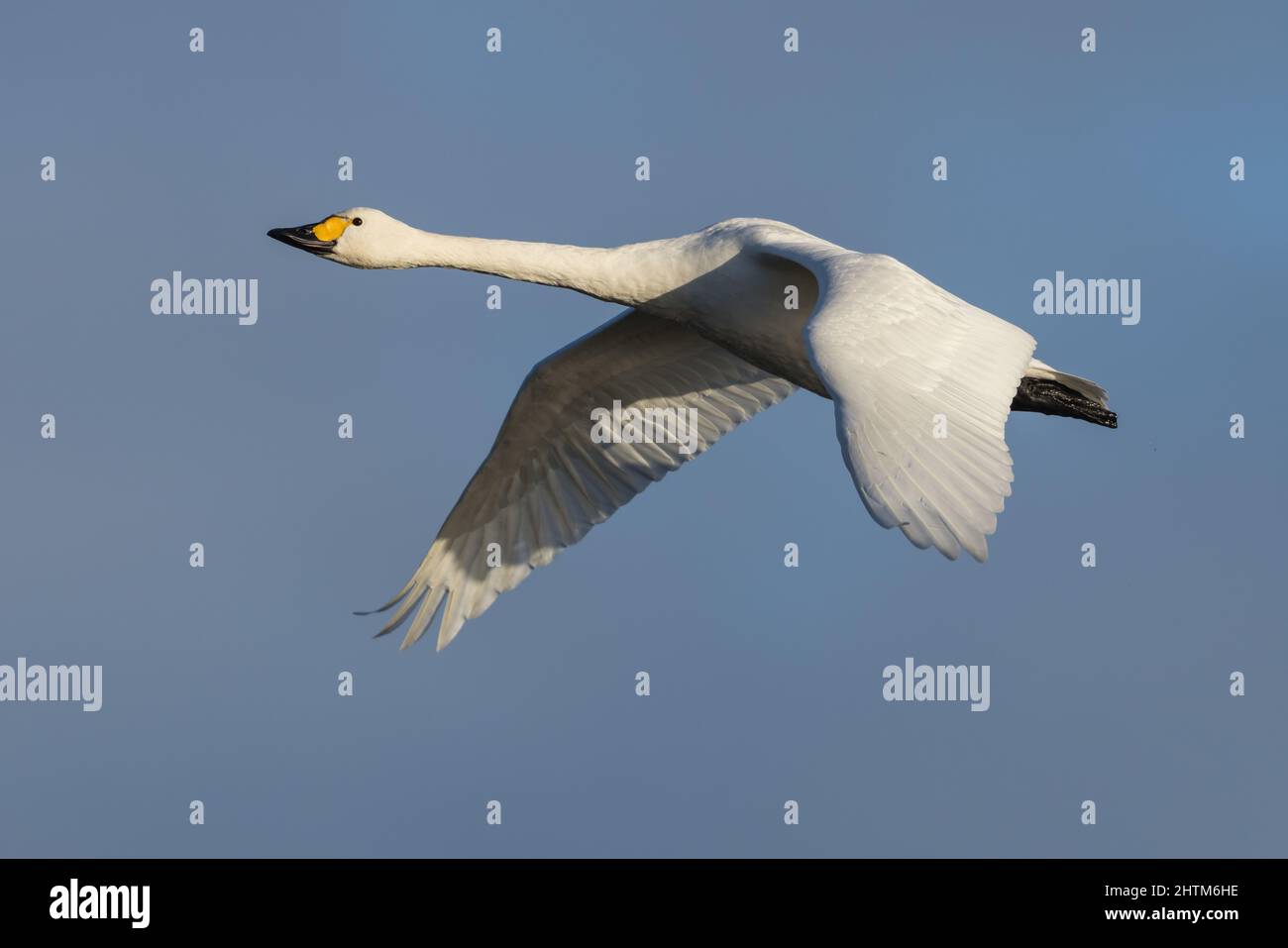 Swan in flight hi-res stock photography and images - Alamy