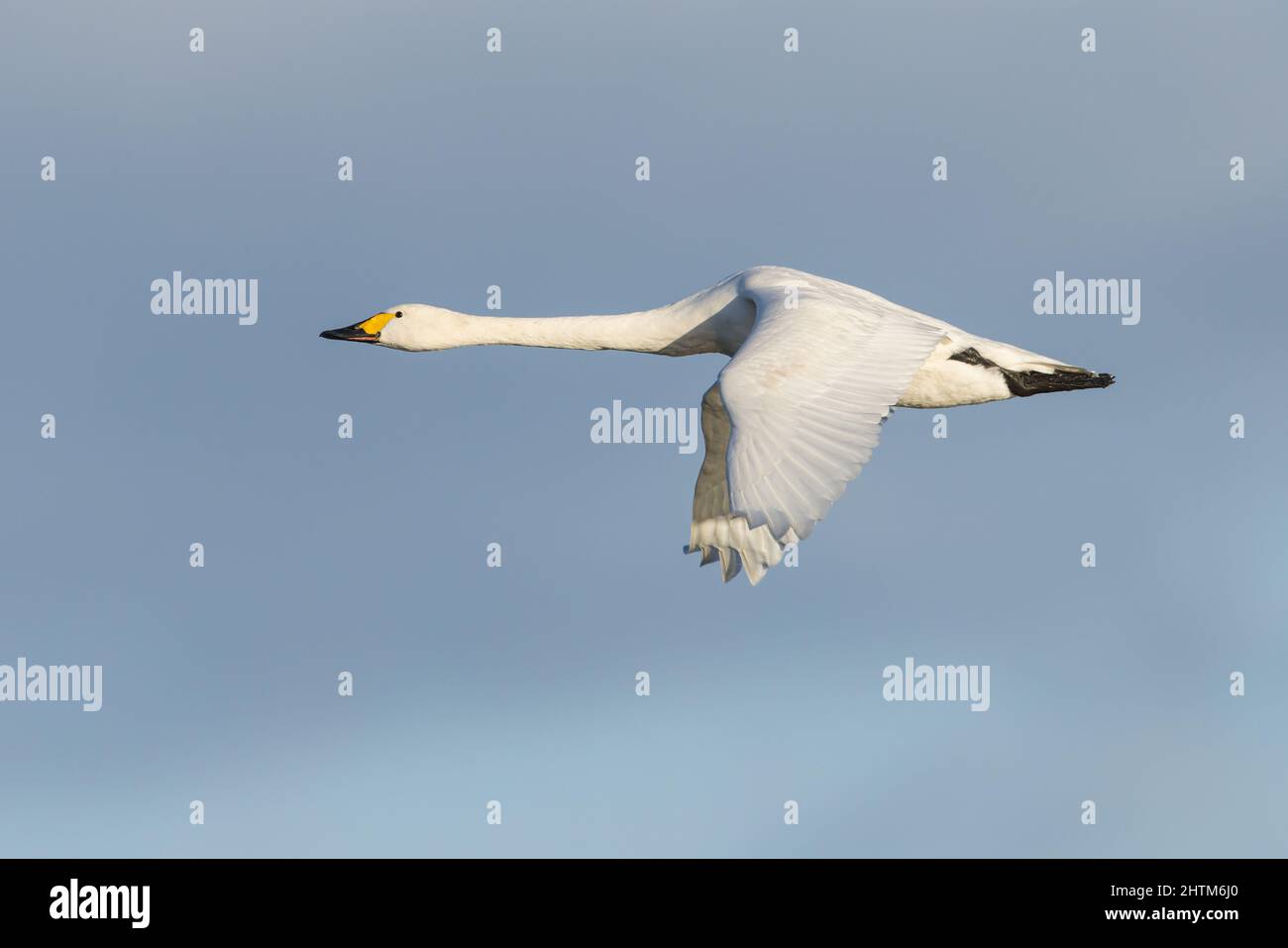 Swan in flight hi-res stock photography and images - Alamy