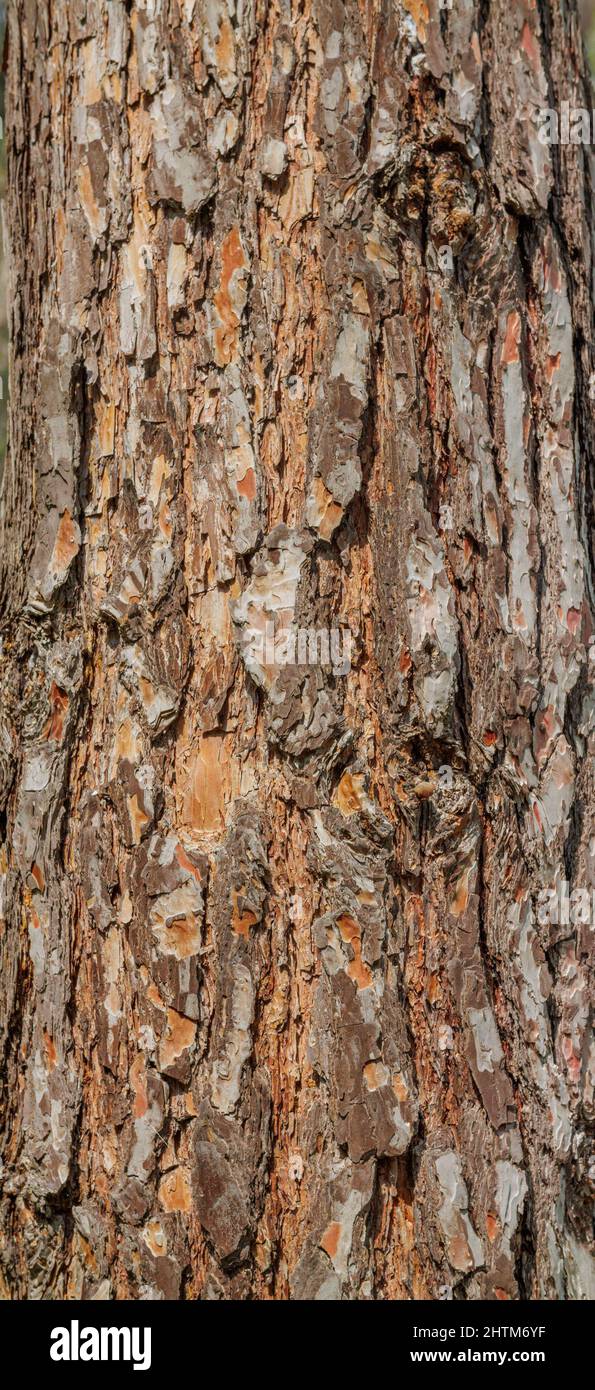 pine wood brown bark texture Stock Photo - Alamy