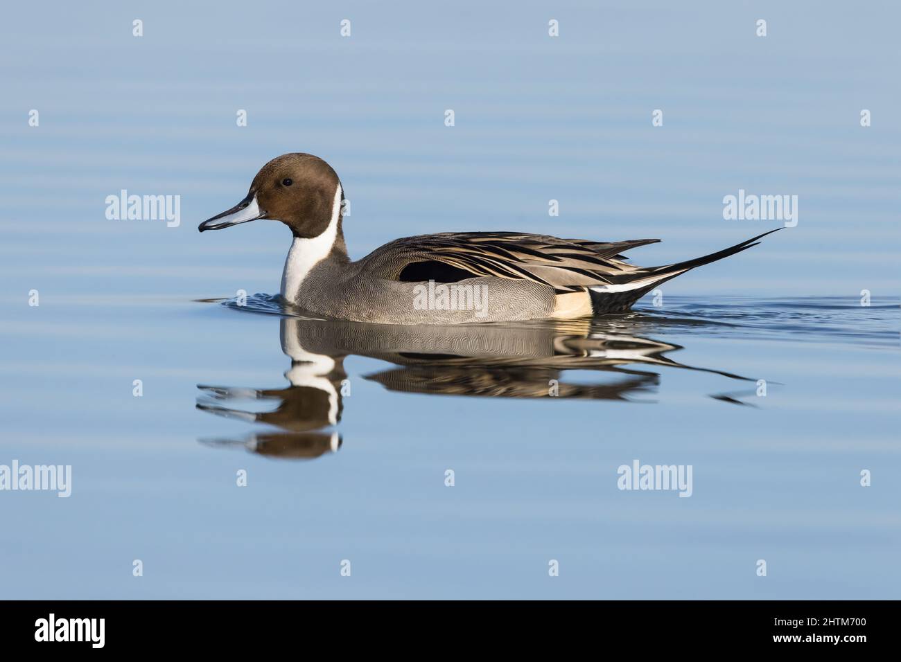 Pintail swimming hi-res stock photography and images - Alamy