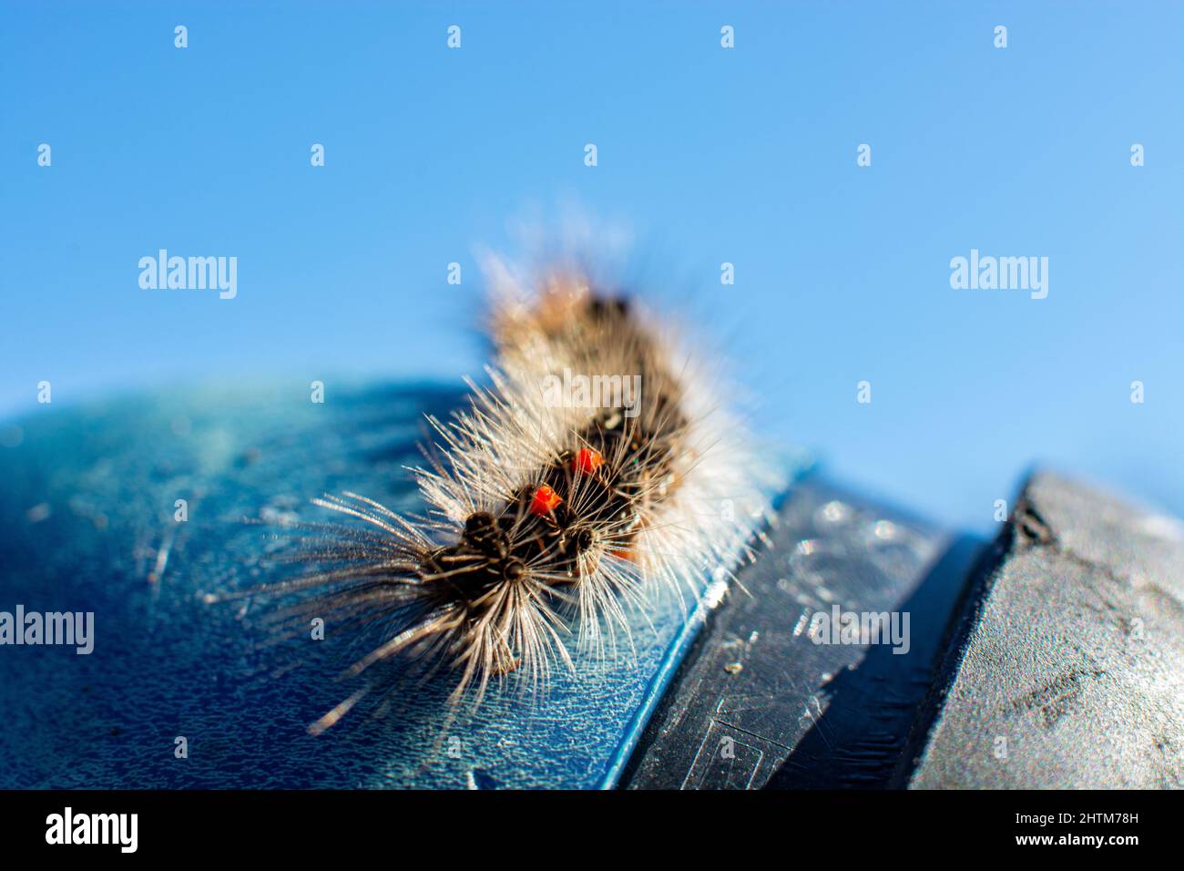 Closeup shot of the Caterpillar of Rusty Tussock Moth on the blue ...