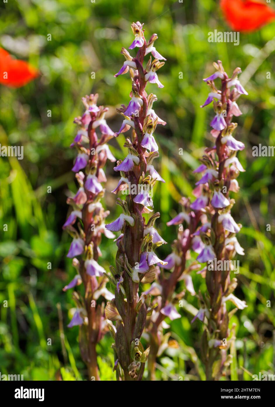 Long stemmed pink orchids hi-res stock photography and images - Alamy